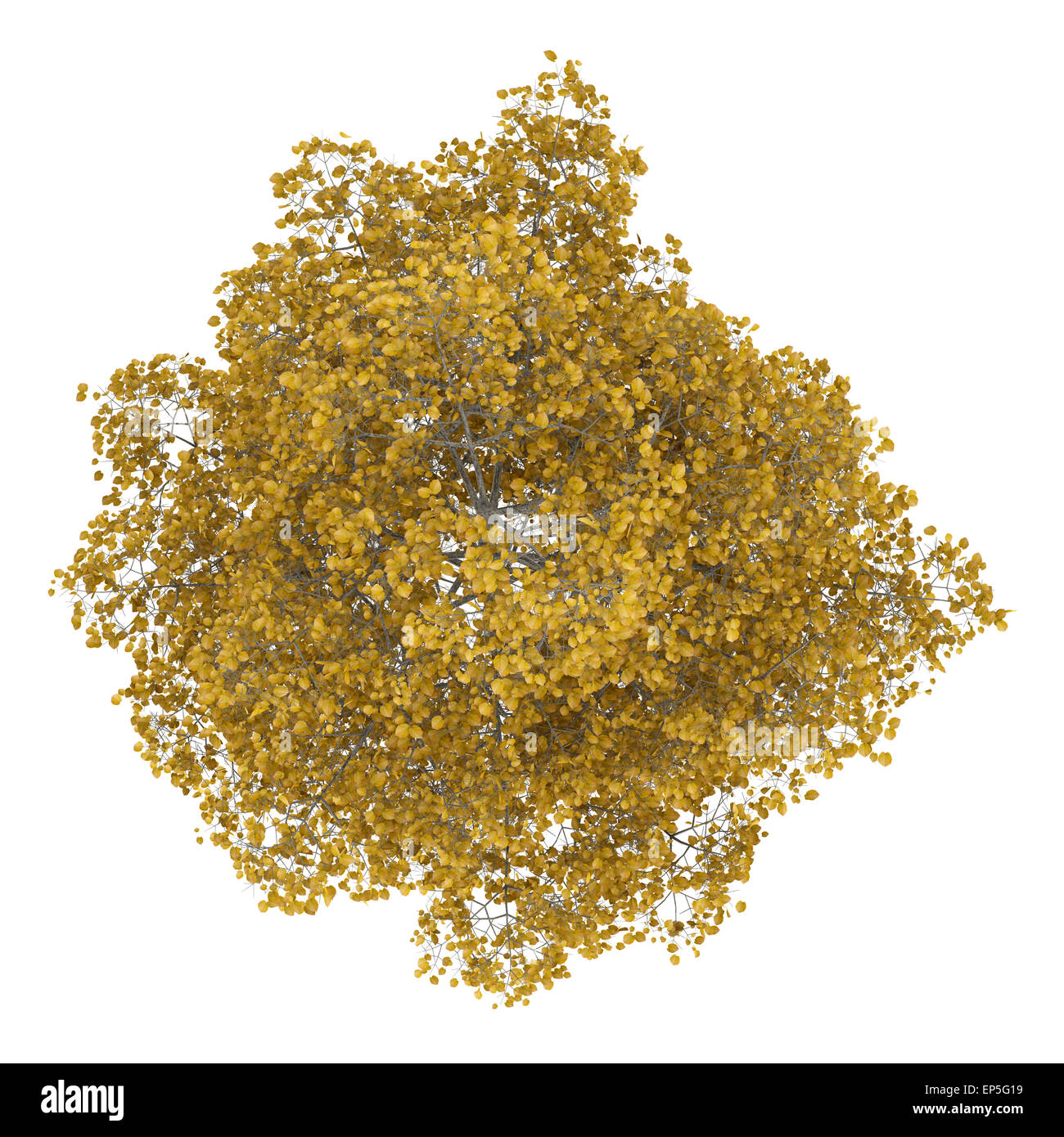 top view of fall common lime tree isolated Stock Photo - Alamy