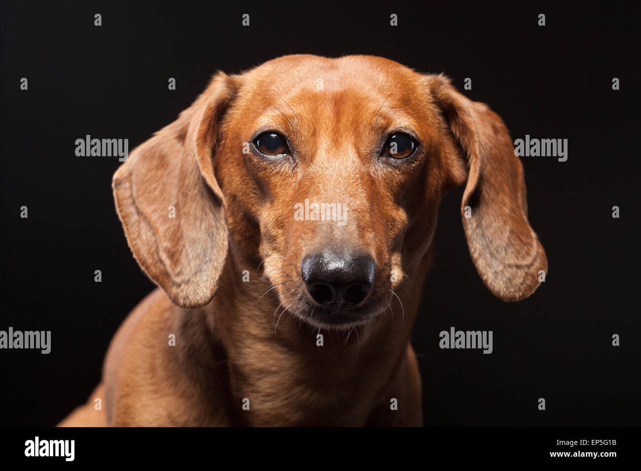 portrait of cute brown dachshund dog isolated Stock Photo - Alamy