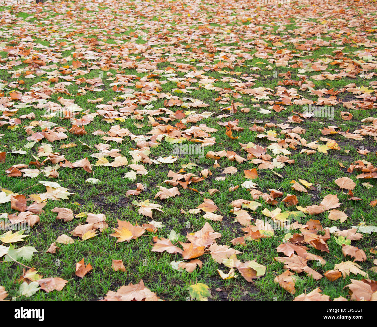 Fall autumn season in the forest Stock Photo - Alamy