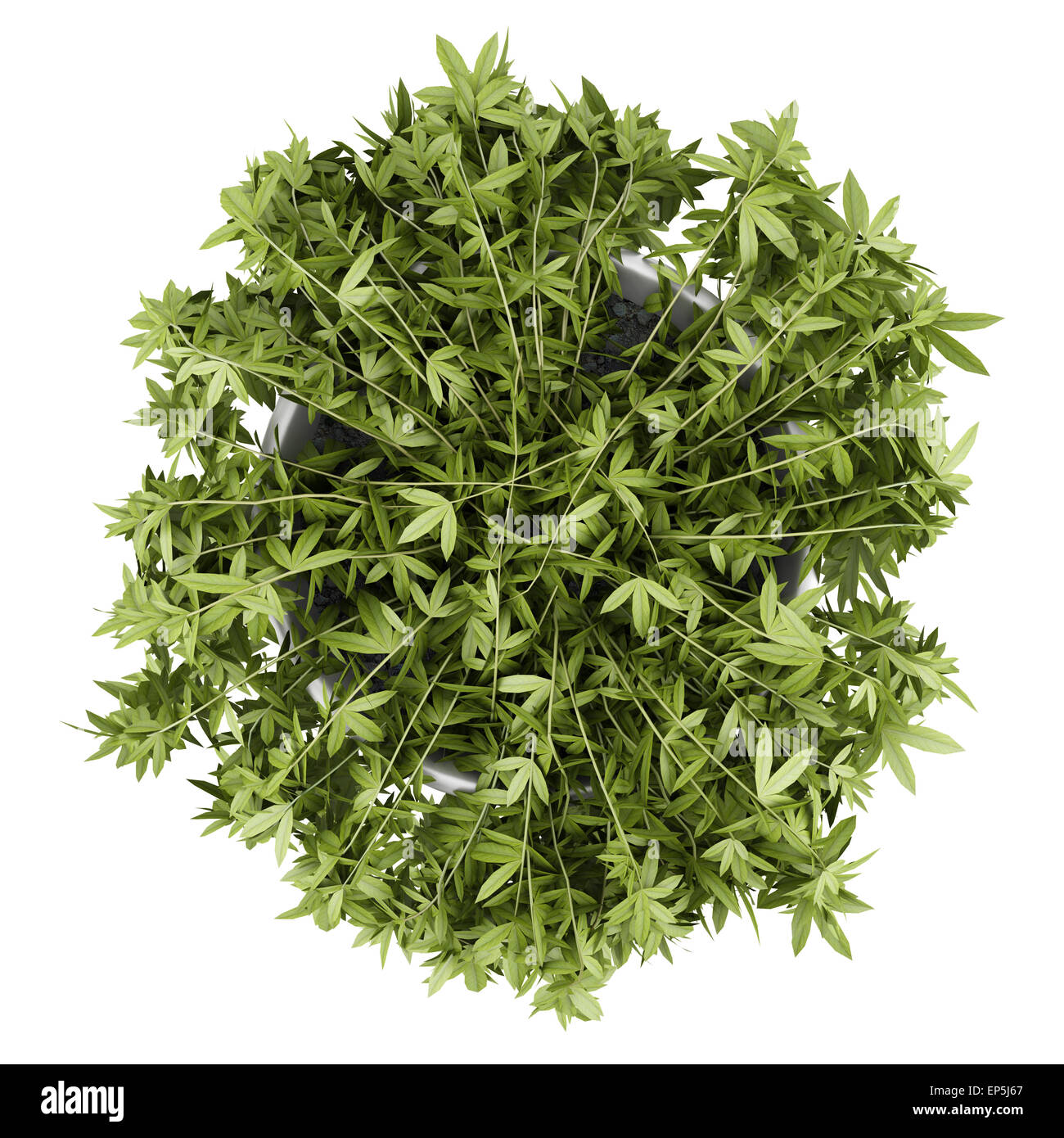 Climbing plant cutout hi-res stock photography and images - Alamy