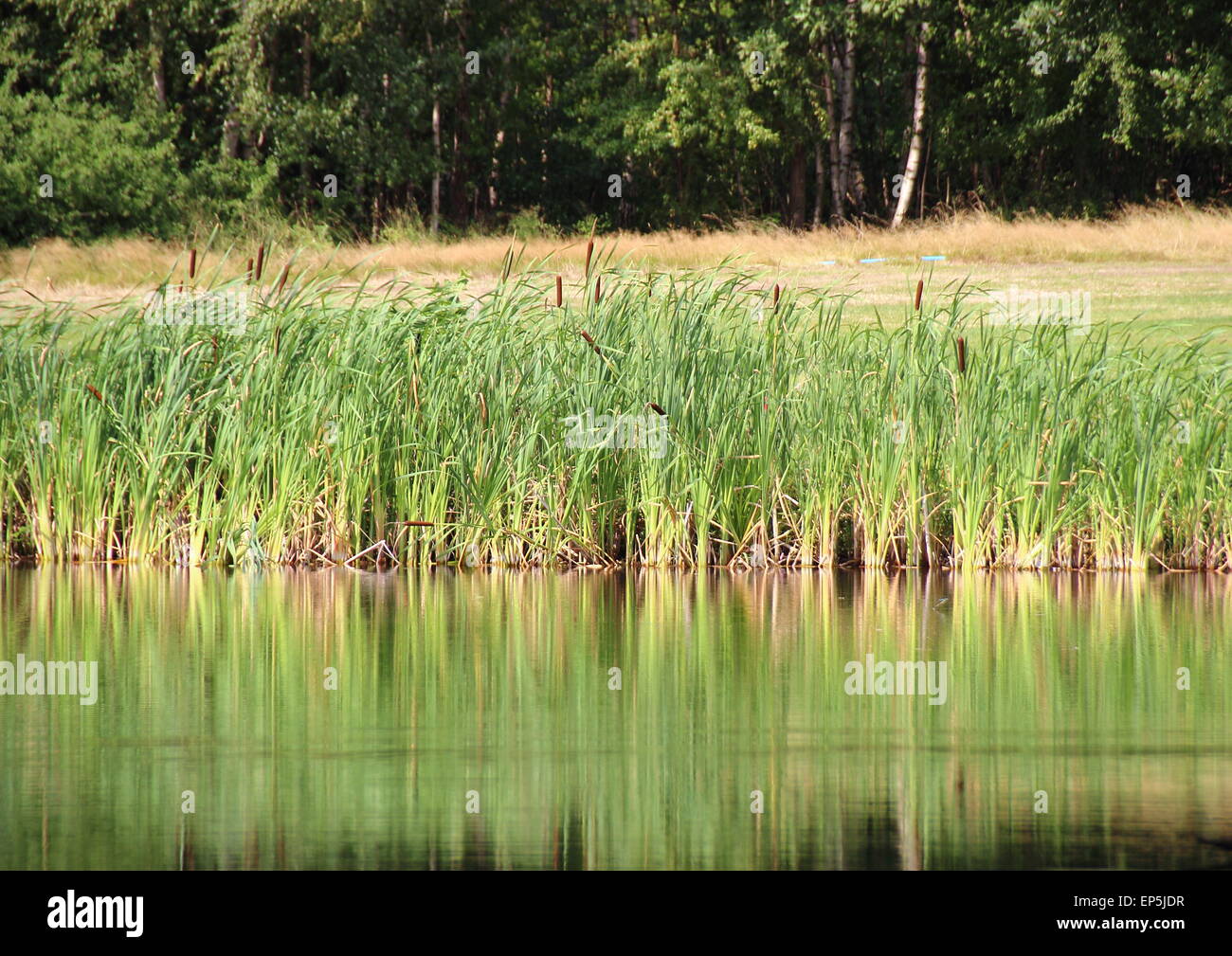 Reed reflection in lake with field and forest in background Stock Photo ...