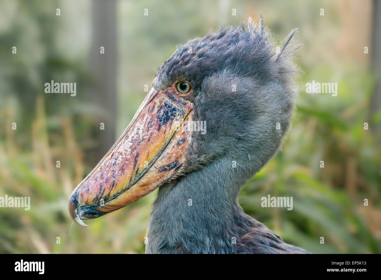 Portrait of shoebill (Balaeniceps rex) also known as whalehead or shoe ...