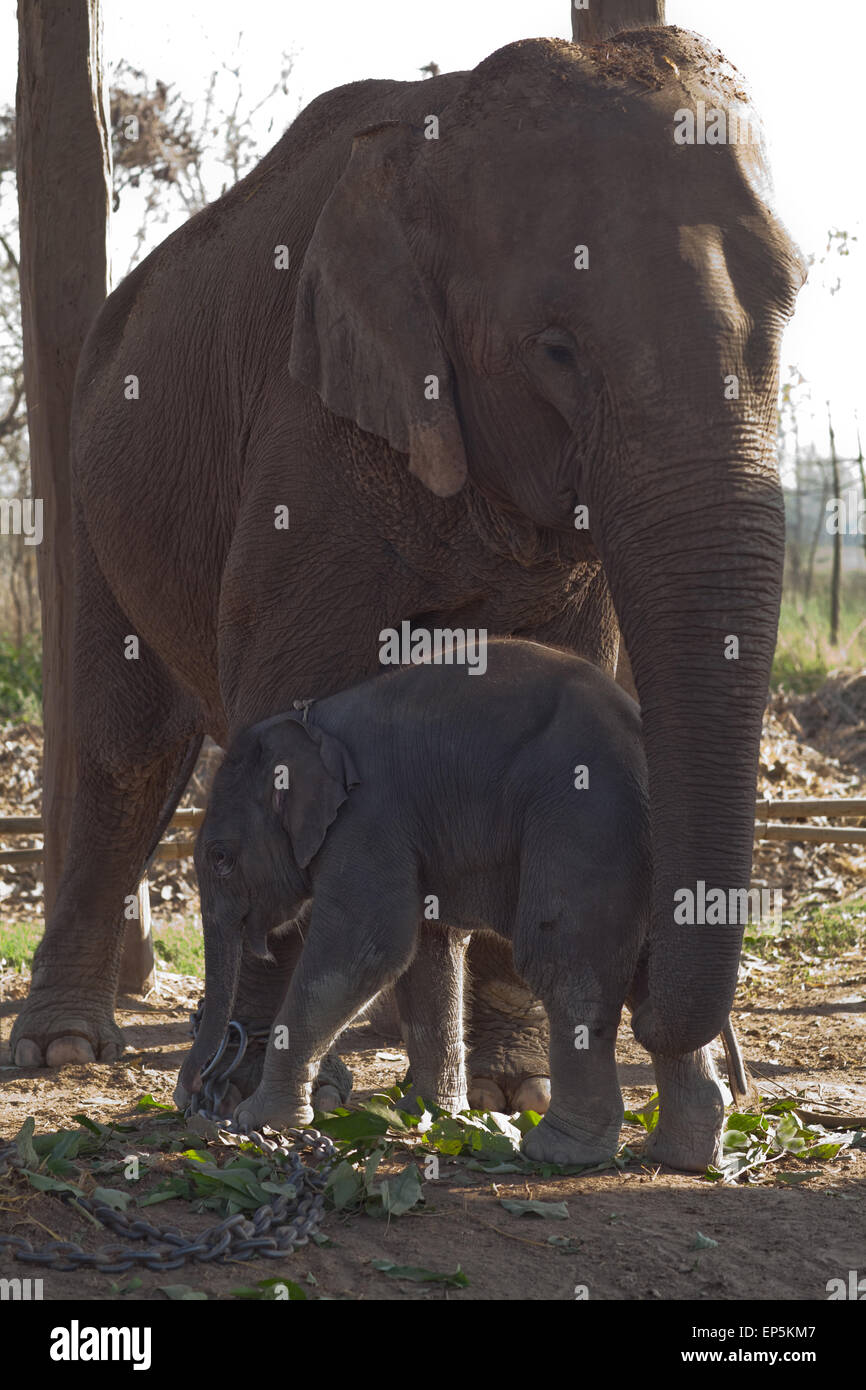 Elephant cow with calf hi-res stock photography and images - Alamy