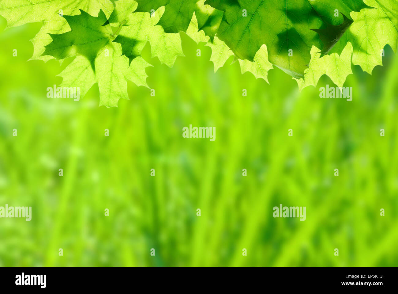 Green maple leaves on defocused floral background Stock Photo - Alamy