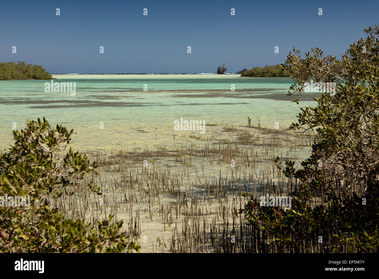Egypt, Sinai, Sharm el Sheikh, Nabq National Park, Mangrove, Avicennia ...