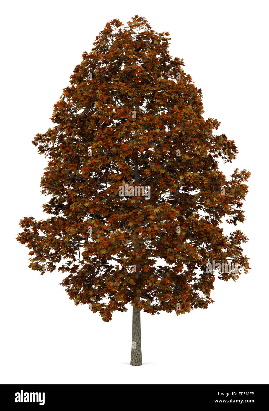 Fall branch on white hi-res stock photography and images - Alamy