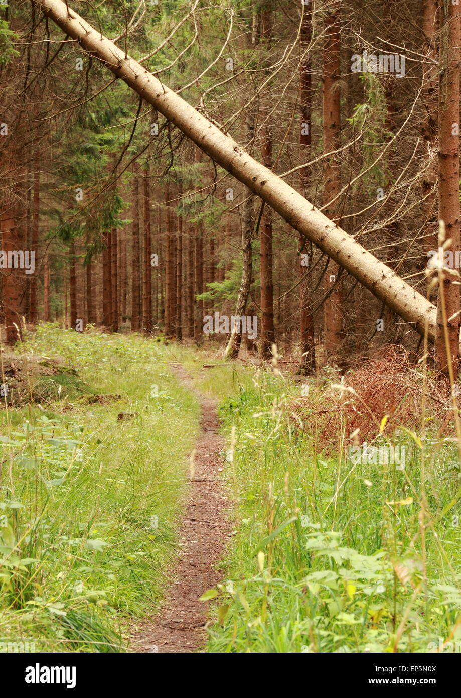 Forest path with fallen tree from an autumn storm Stock Photo - Alamy