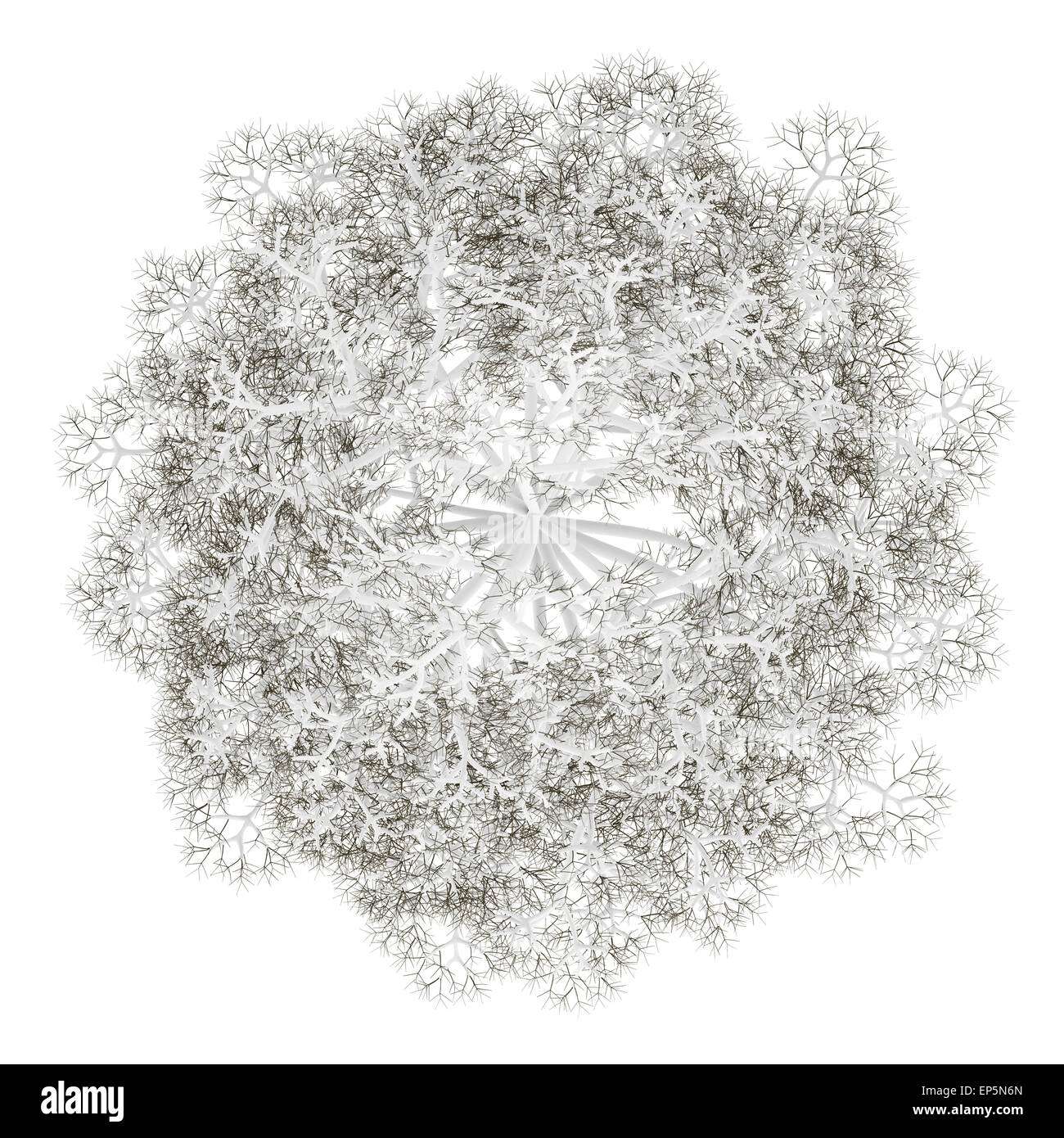 top view of winter norway maple tree isolated Stock Photo - Alamy