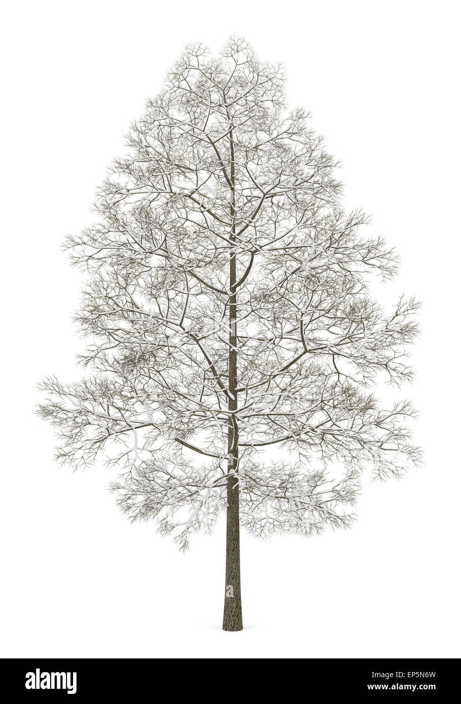 winter norway maple tree isolated on white Stock Photo - Alamy