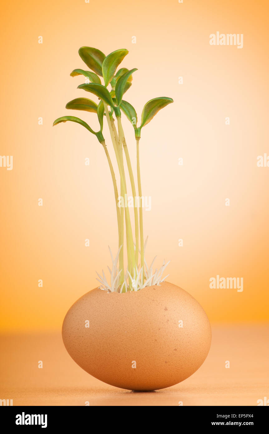 Eggs with green seedling in new life concept Stock Photo - Alamy