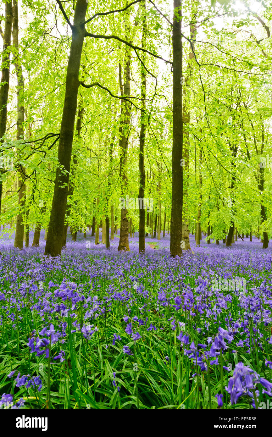 Bluebells in full bloom in the woods in Springtime, England, United ...