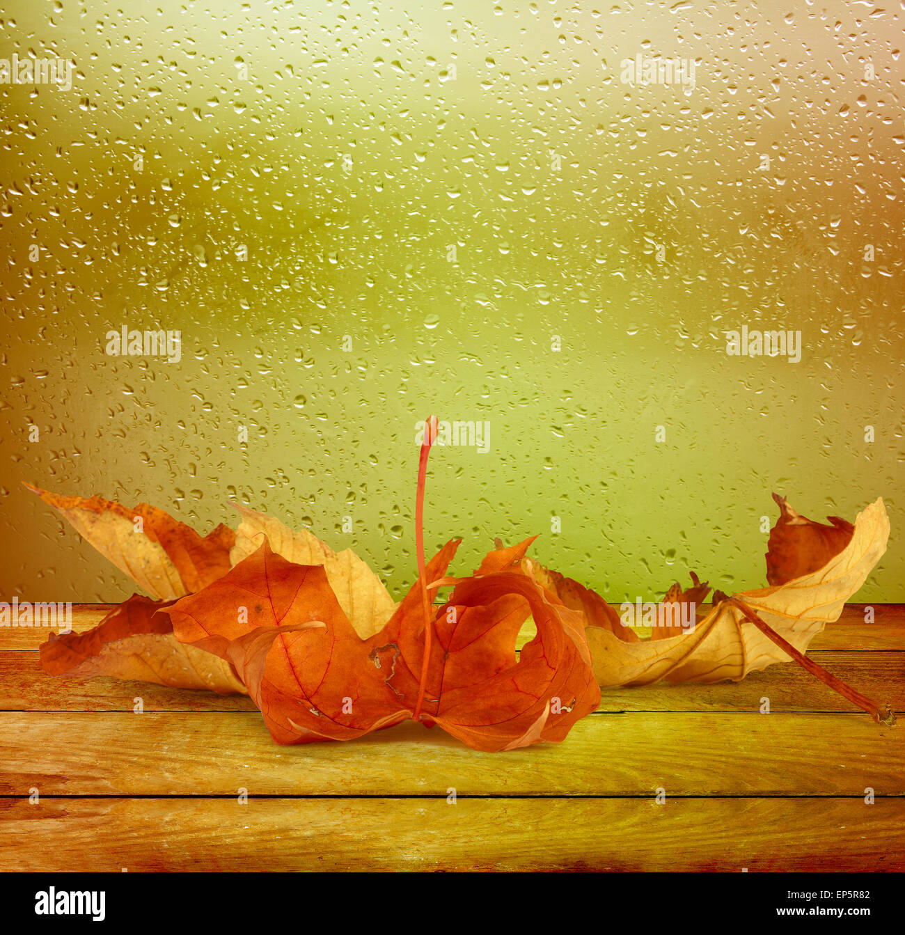 Dried autumn leaves lying on the background of the rainy window Stock ...