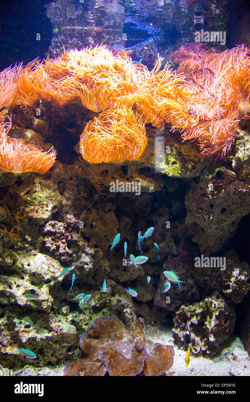 Tropical fish under the water Stock Photo - Alamy
