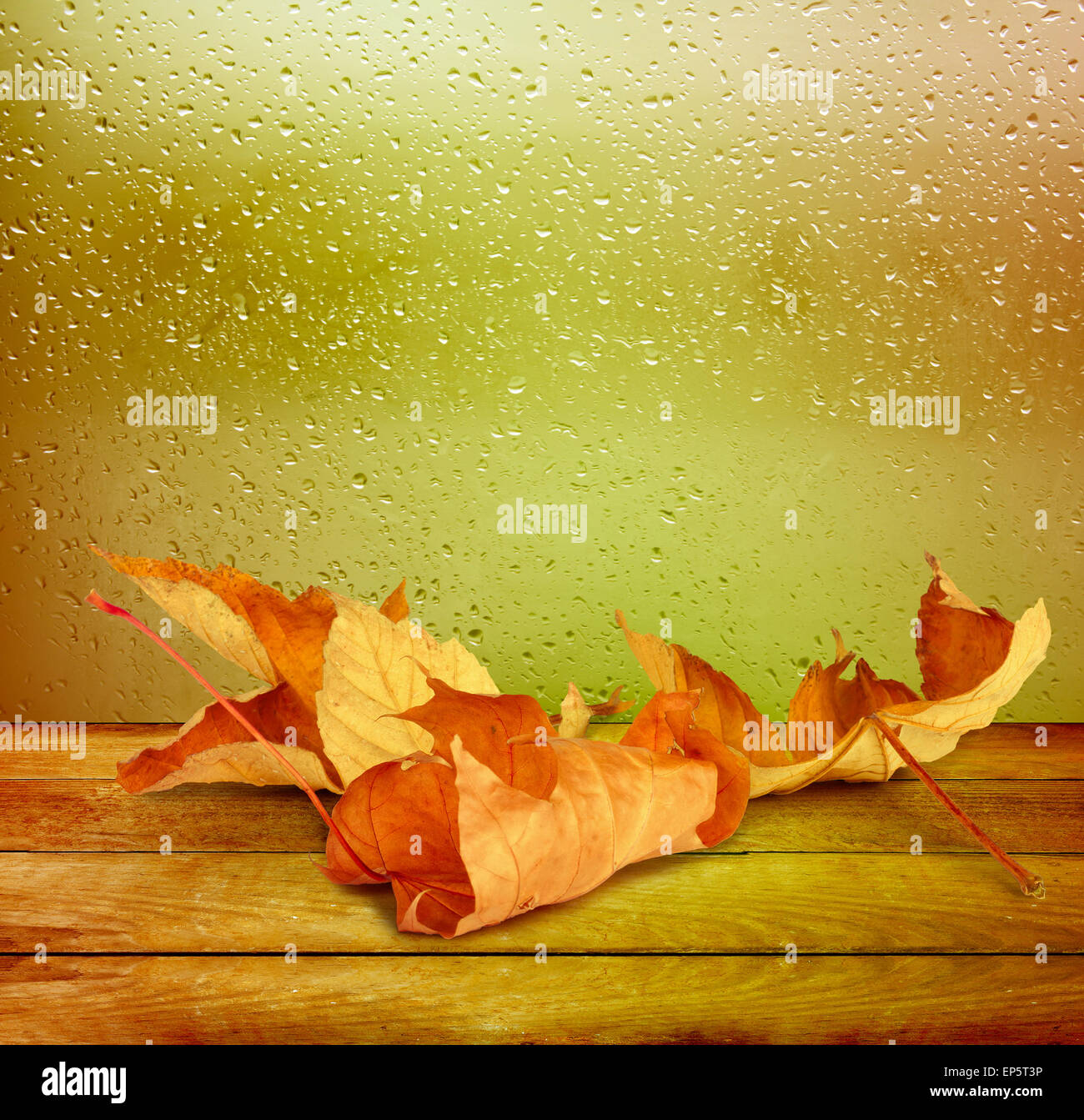 Dried autumn leaves lying on the background of the rainy window Stock ...