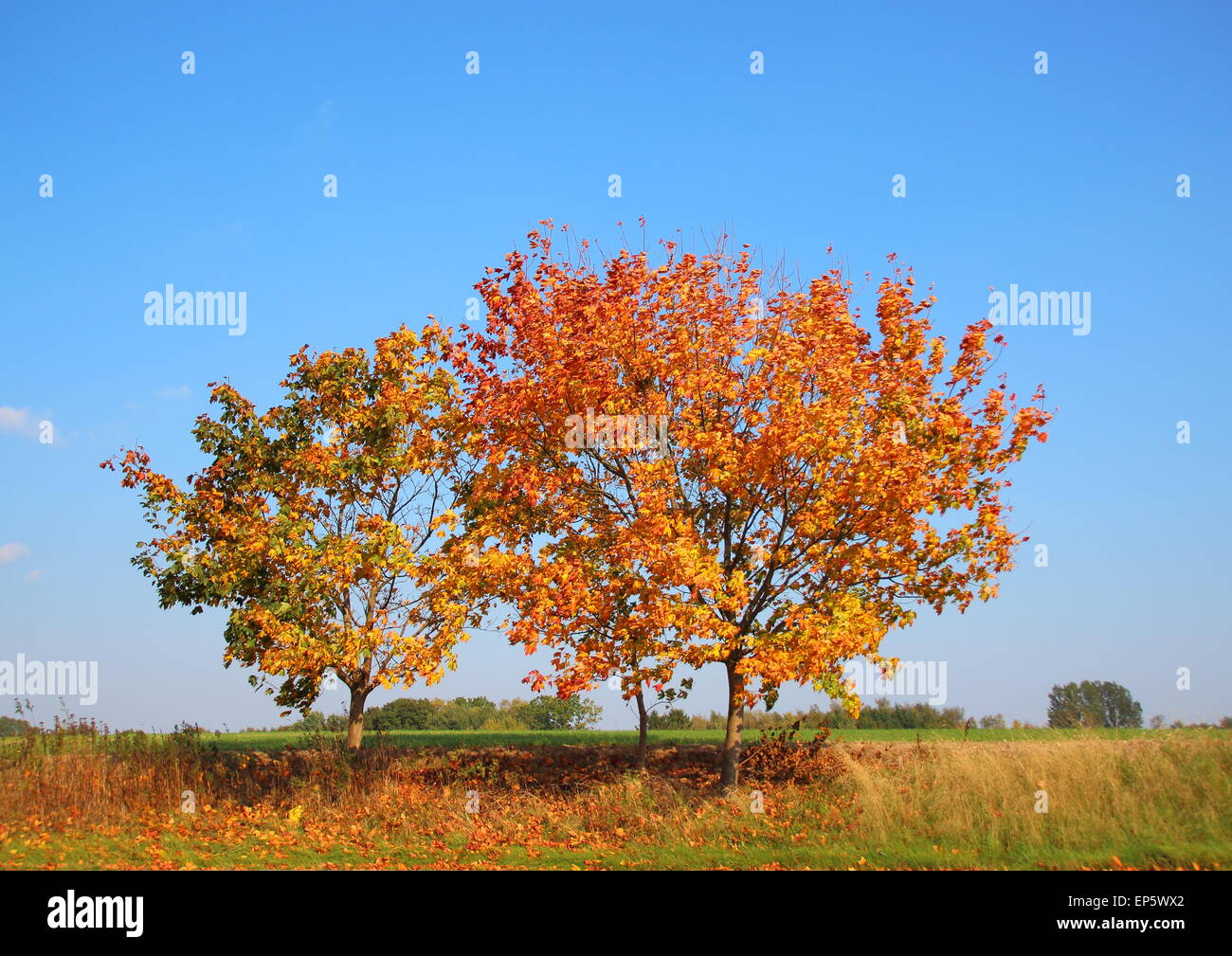 Autumn tree on hill top with fresh color Stock Photo - Alamy