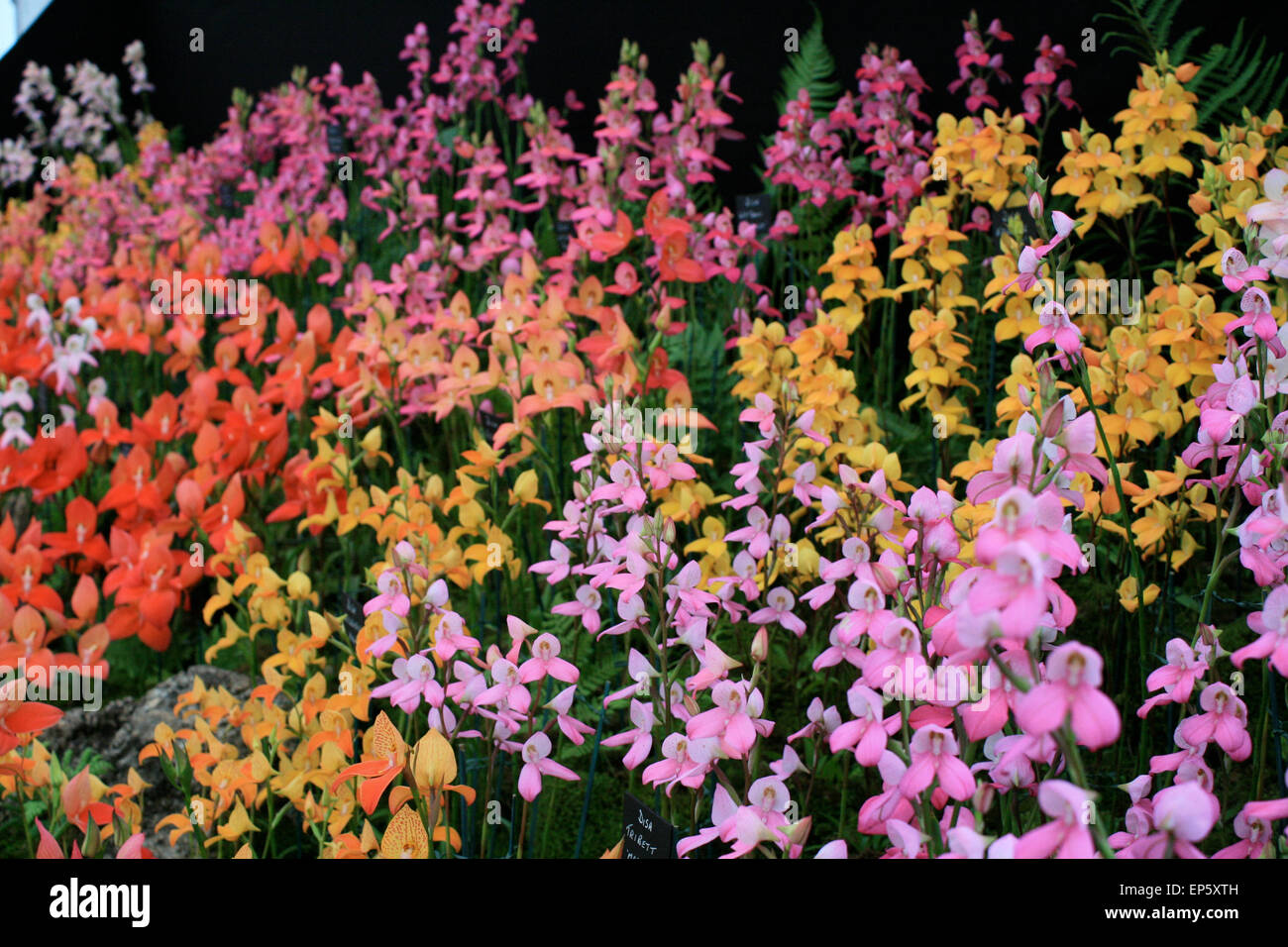 Disa flower hi-res stock photography and images - Alamy