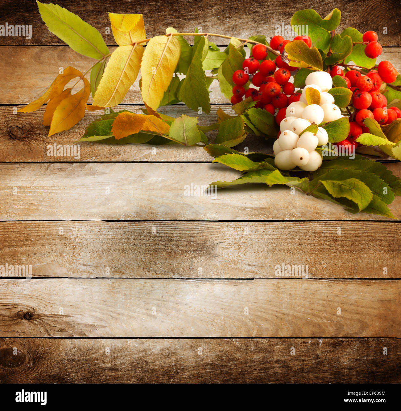 Rowan tree wood texture hi-res stock photography and images - Alamy