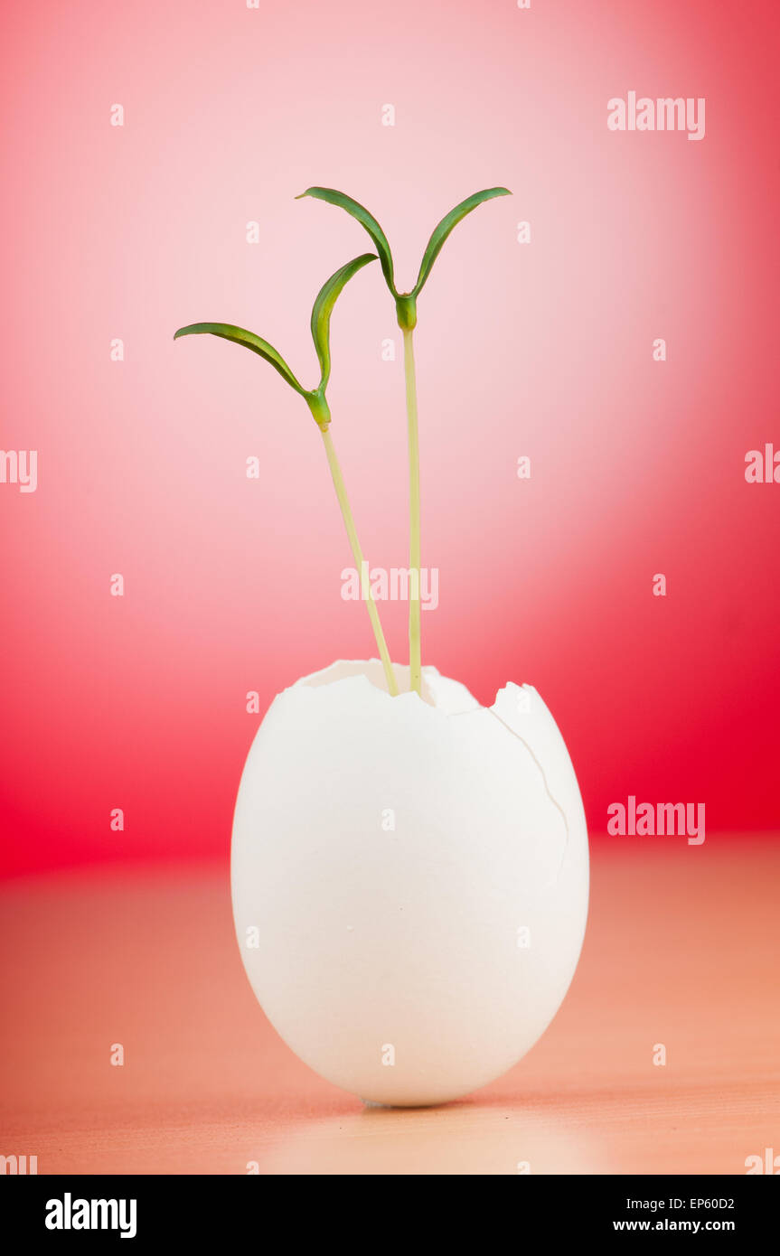 Eggs with green seedling in new life concept Stock Photo - Alamy