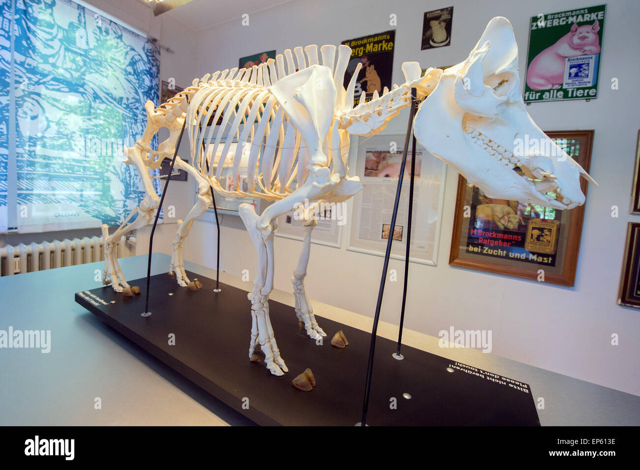 Pig skeleton hi-res stock photography and images - Alamy