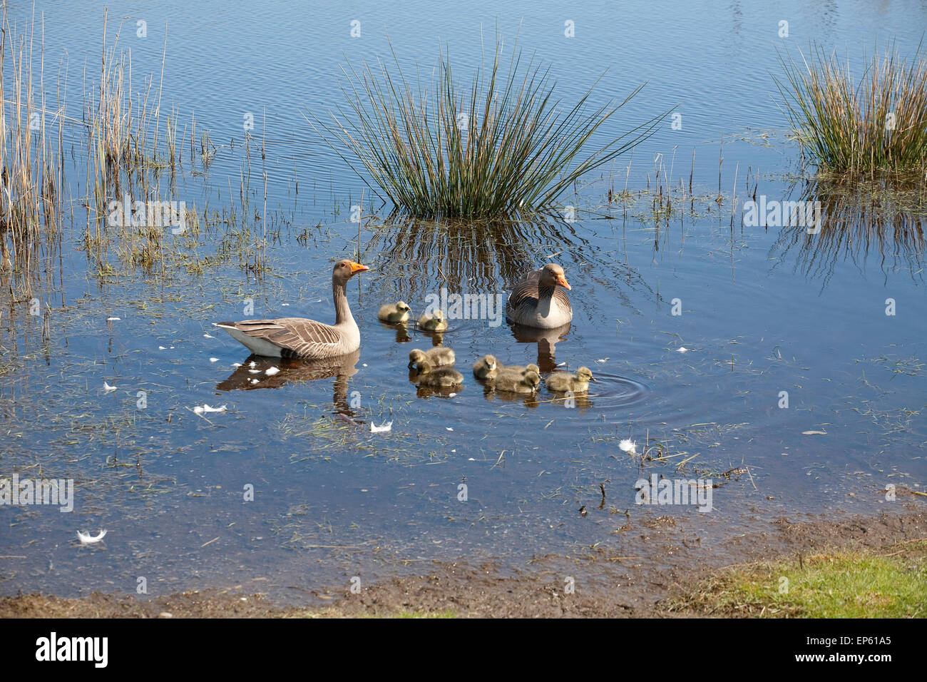 Grey Goose waterfowl Stock Photo - Alamy