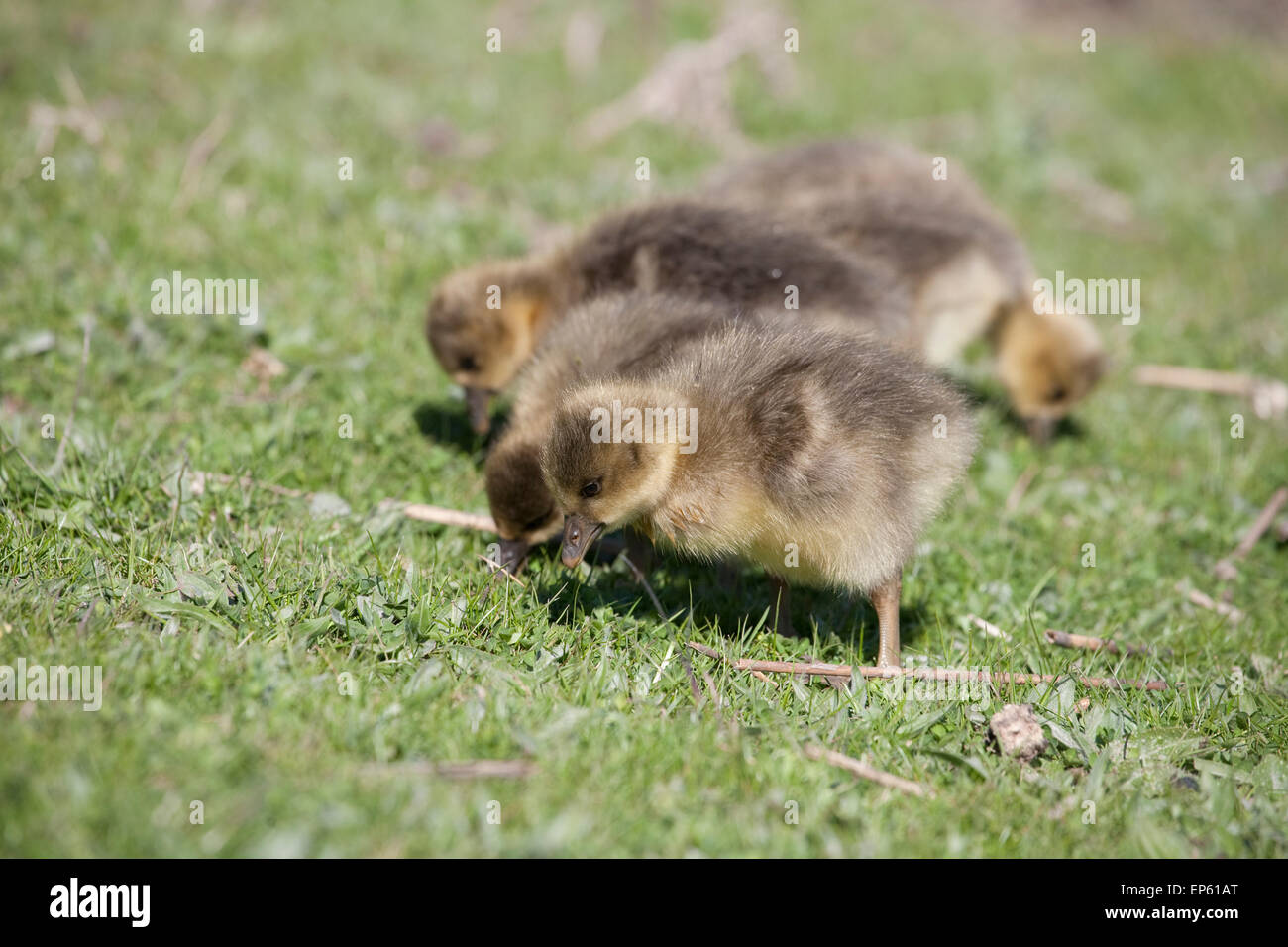 Grey Goose waterfowl Stock Photo - Alamy