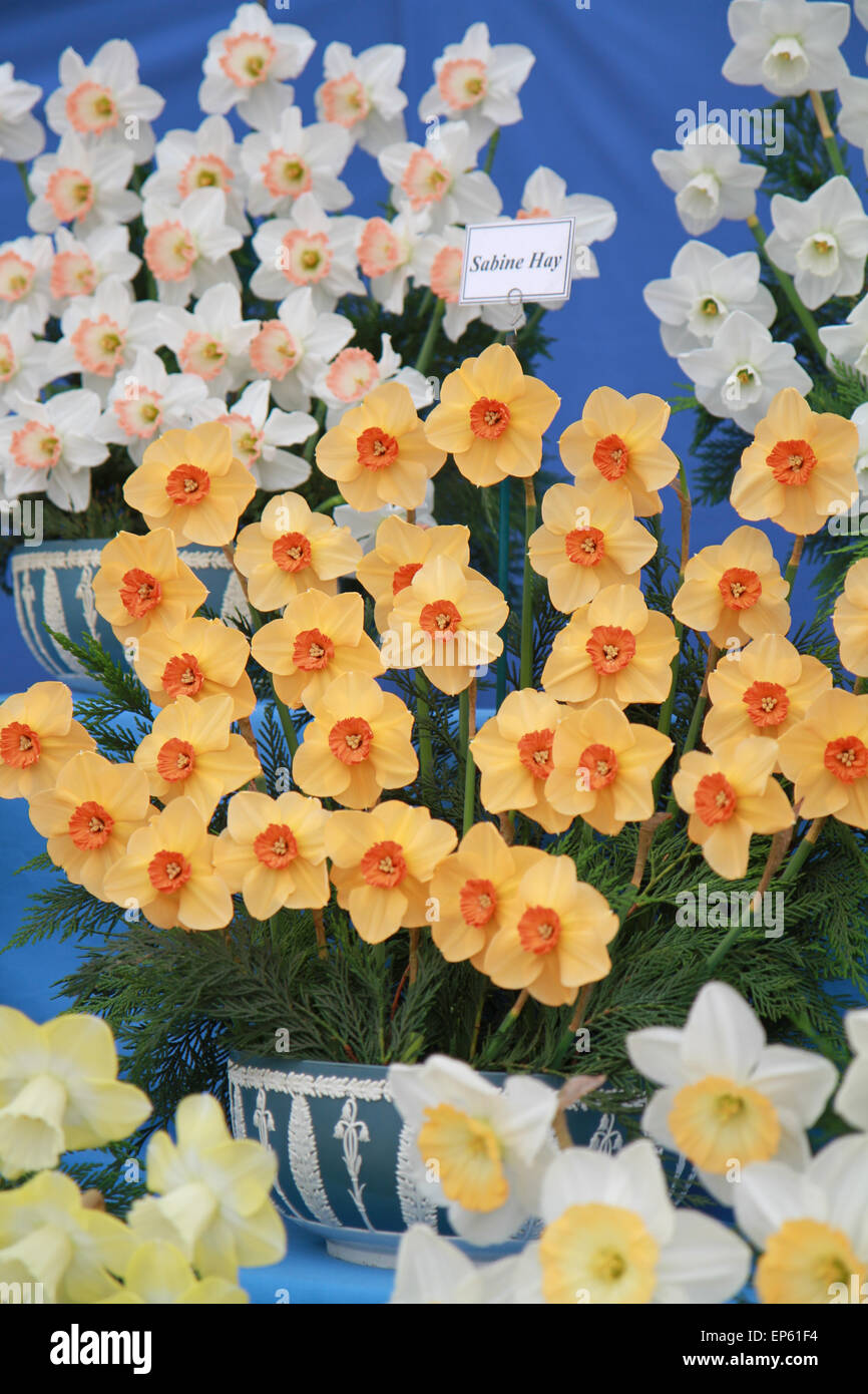 Daffodil Display On Specialist Plant Stand In Floral Marquee At Rhs Chelsea Flower Show May