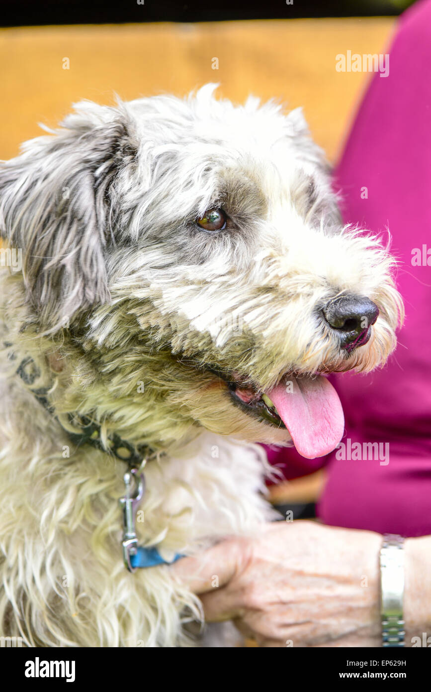 Terrier, dog, Austria, Lower Austria, Southern Lower Austria, Eggendorf ...