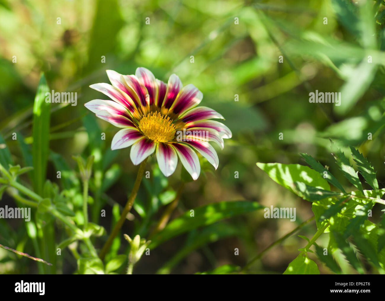 Lonely white and purple gazania in sunny garden Stock Photo - Alamy