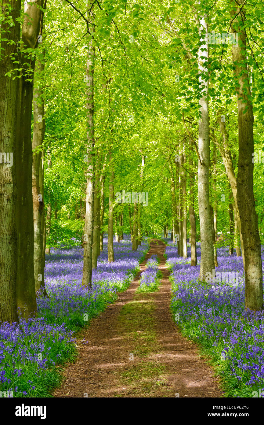Bluebells in full bloom in the woods in Springtime, England, United ...