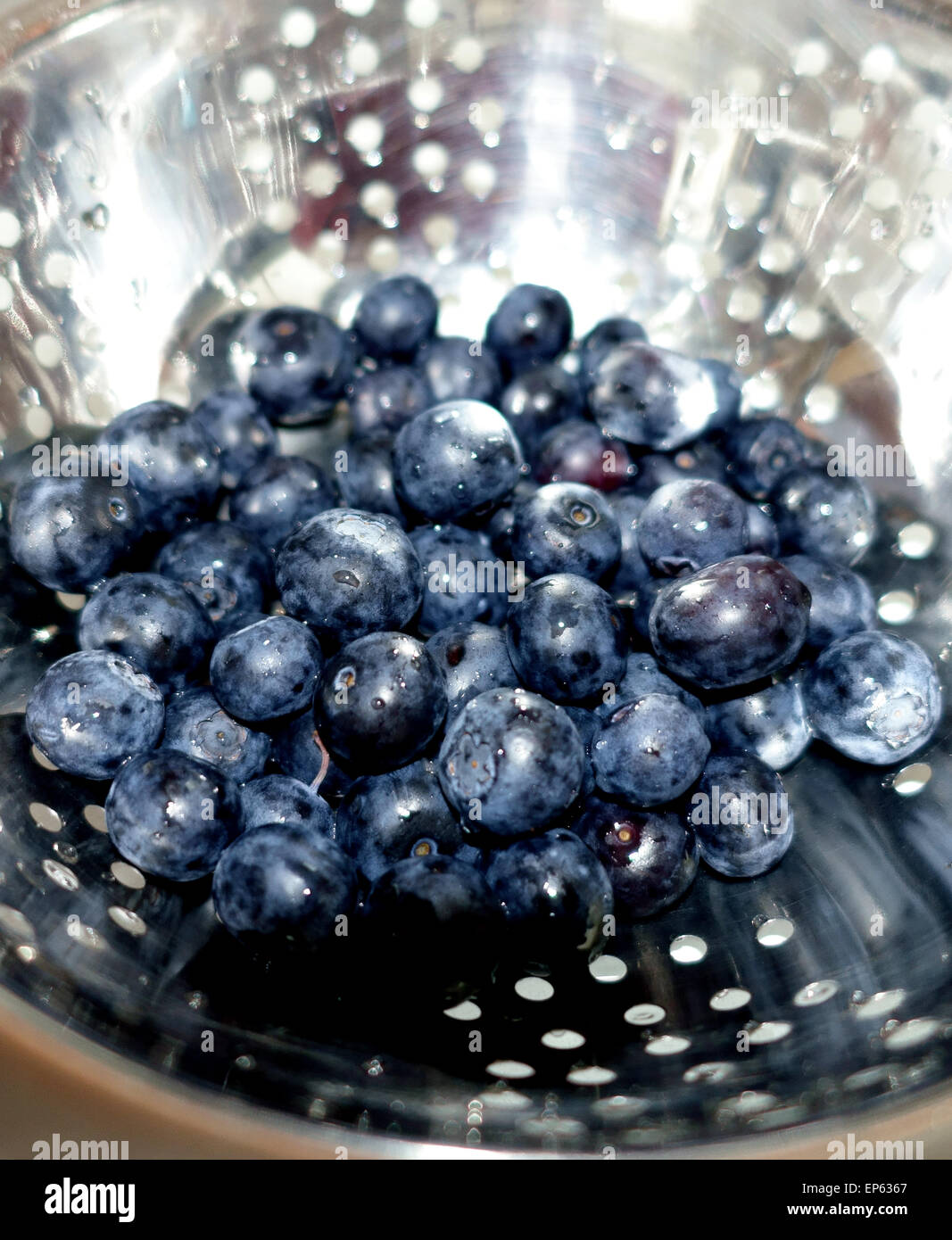 Fresh Kirra variety Moroccan grown supermarket blueberries, London ...