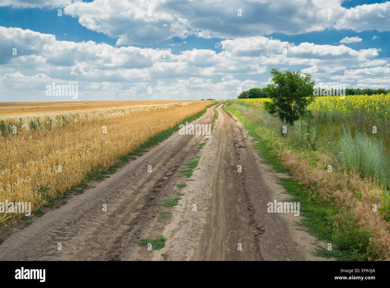 Country road between agricultural fields in Ukraine at summer season ...