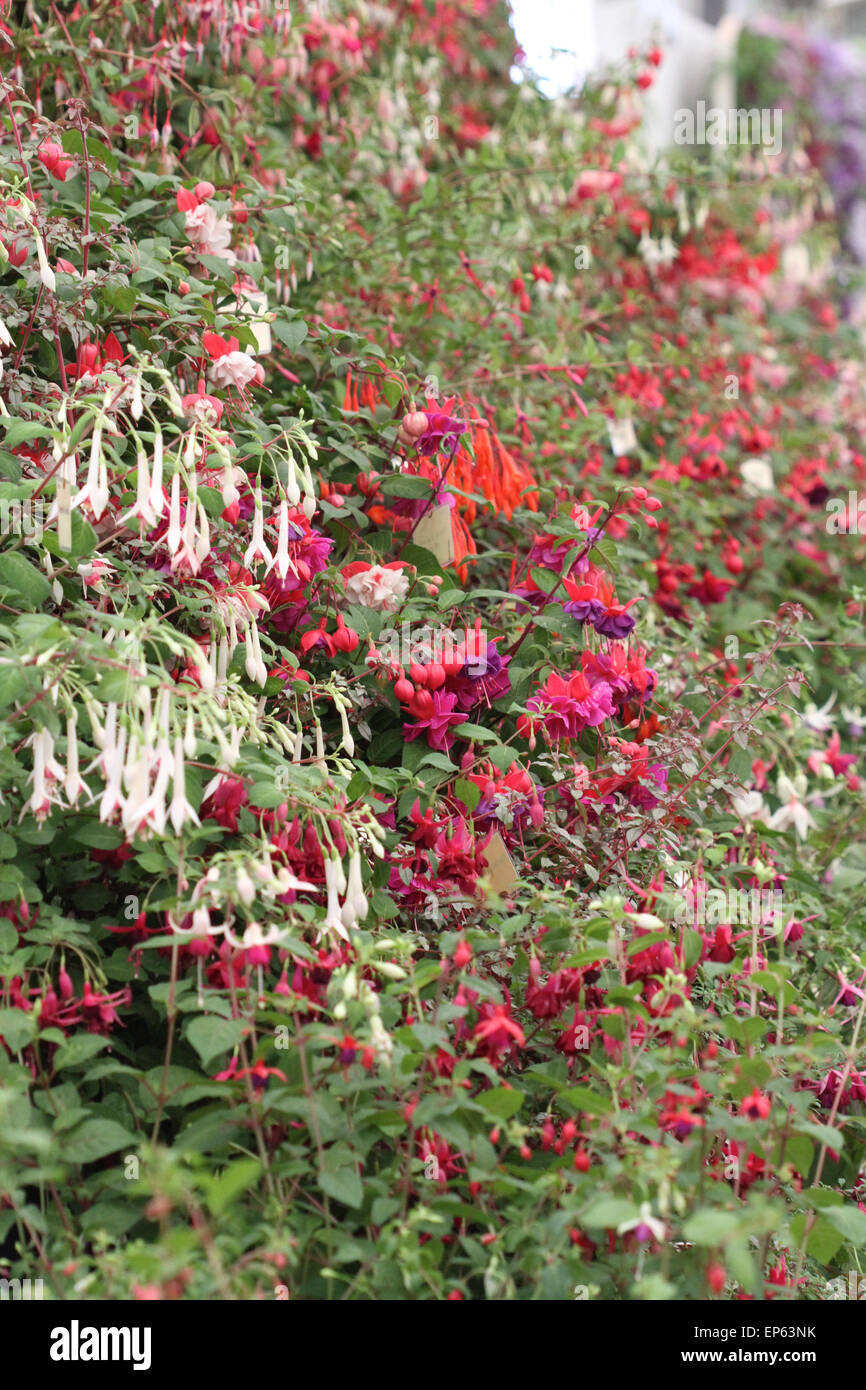 Display of bright fuchsias on plant stand in floral marquee at RHS ...