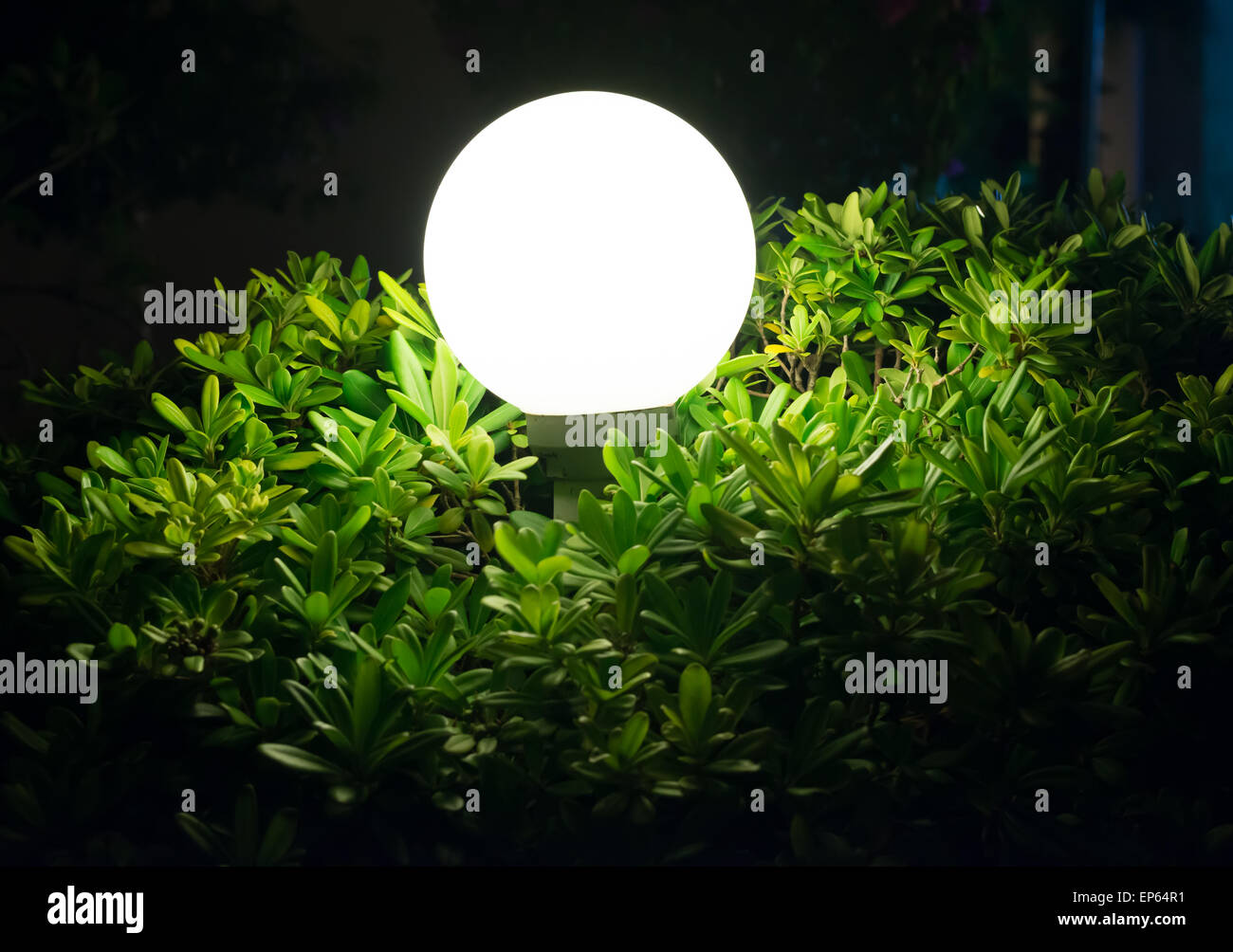 Light bulb bush hi-res stock photography and images - Alamy