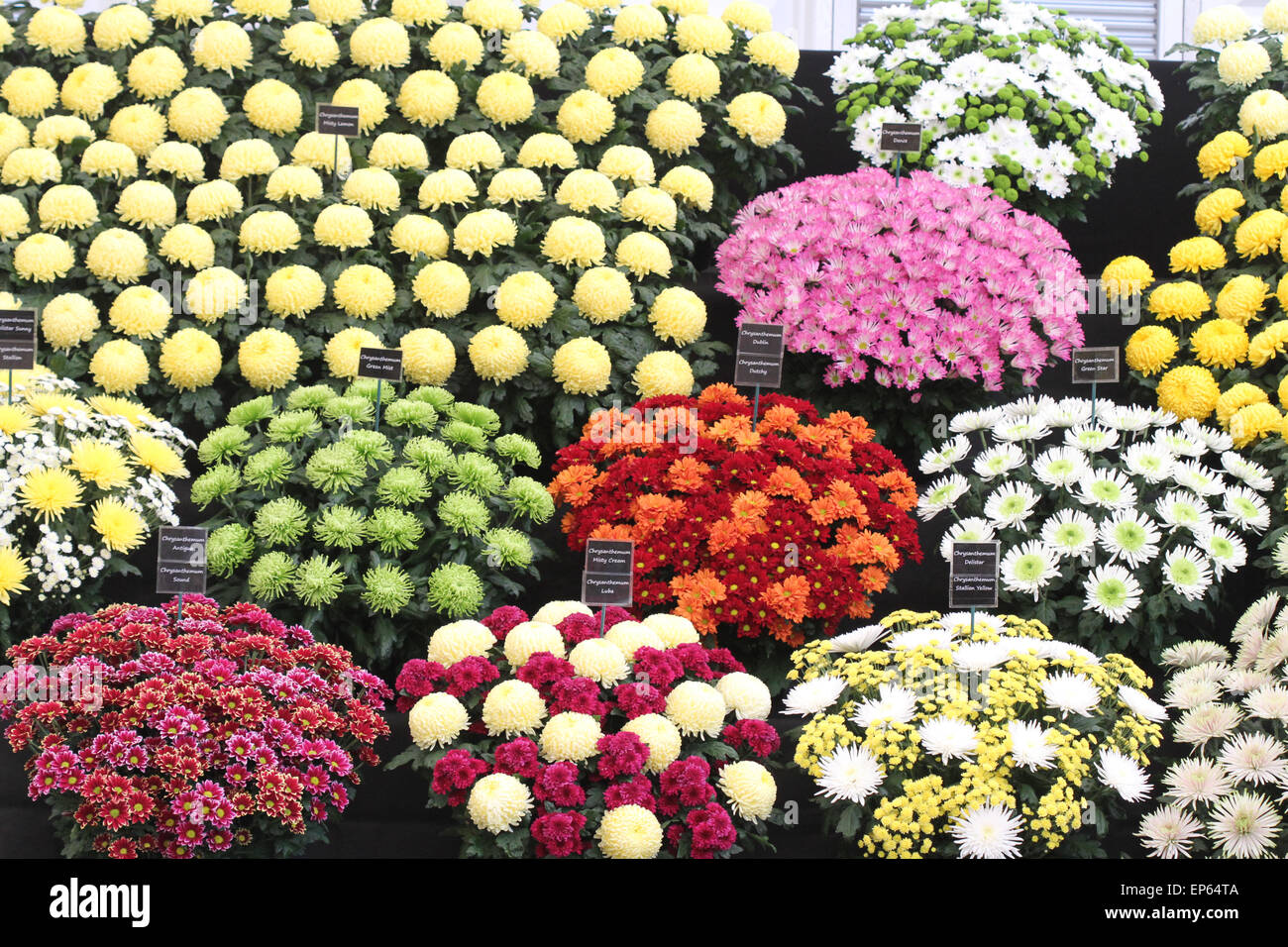 Display of chrysanthemum flowers on plant stand in floral marquee at ...