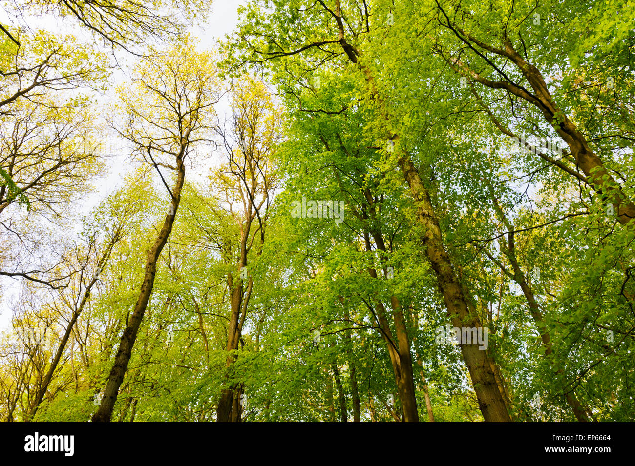 Golden foliage in the woods, England, United Kingdom Stock Photo - Alamy