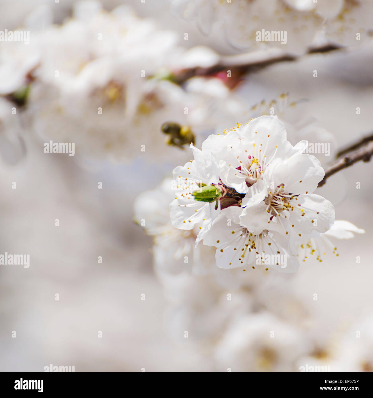 Apricot tree flower Stock Photo - Alamy