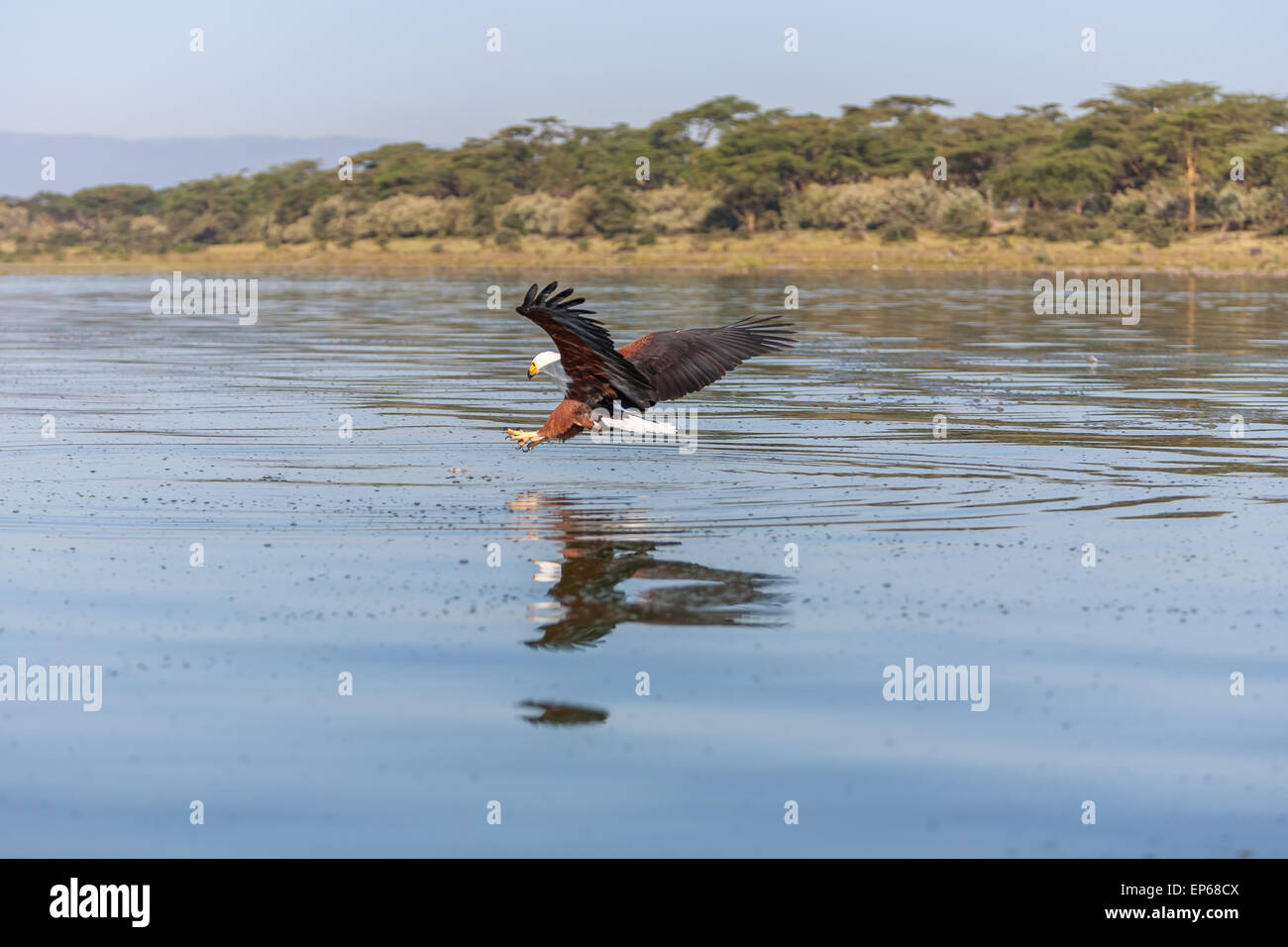 hawk flying over the water Stock Photo - Alamy