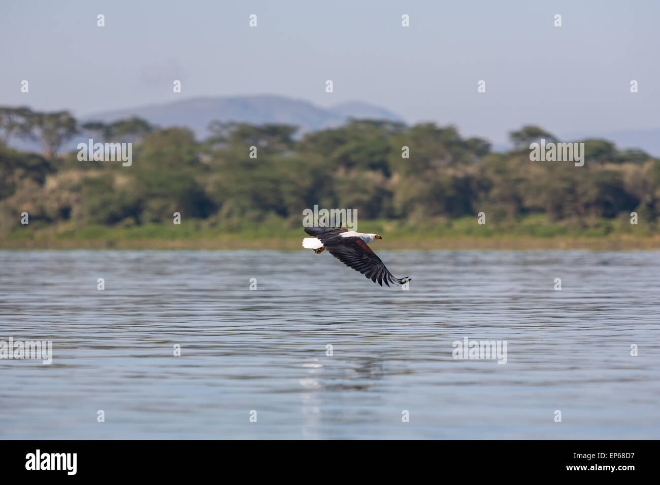 hawk flying over the water Stock Photo - Alamy
