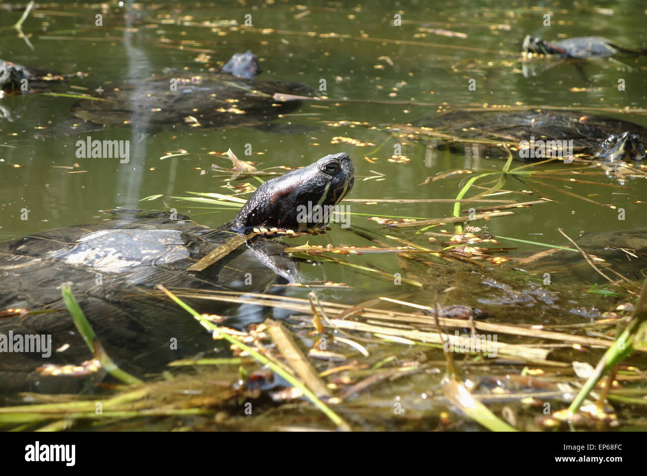 turtles swimming in a pond Stock Photo - Alamy
