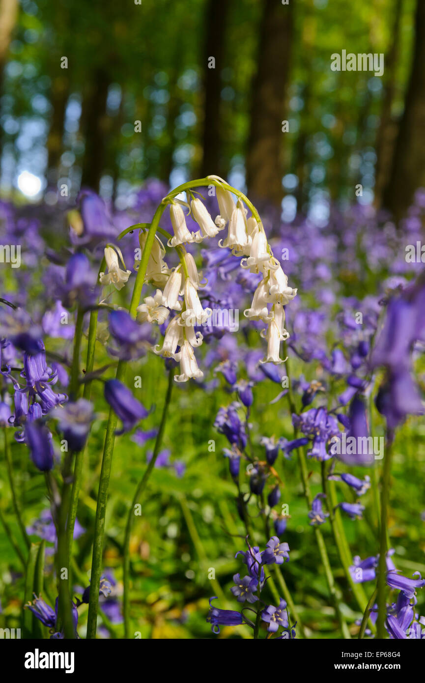 White flowers among the bluebells in full bloom in the woods in ...