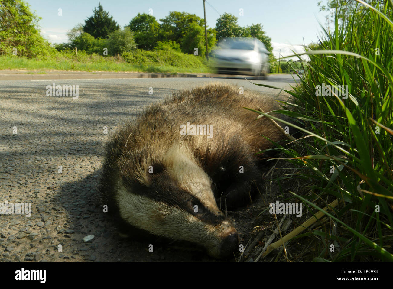 Dead Badger by roadside with blurred car Stock Photo - Alamy