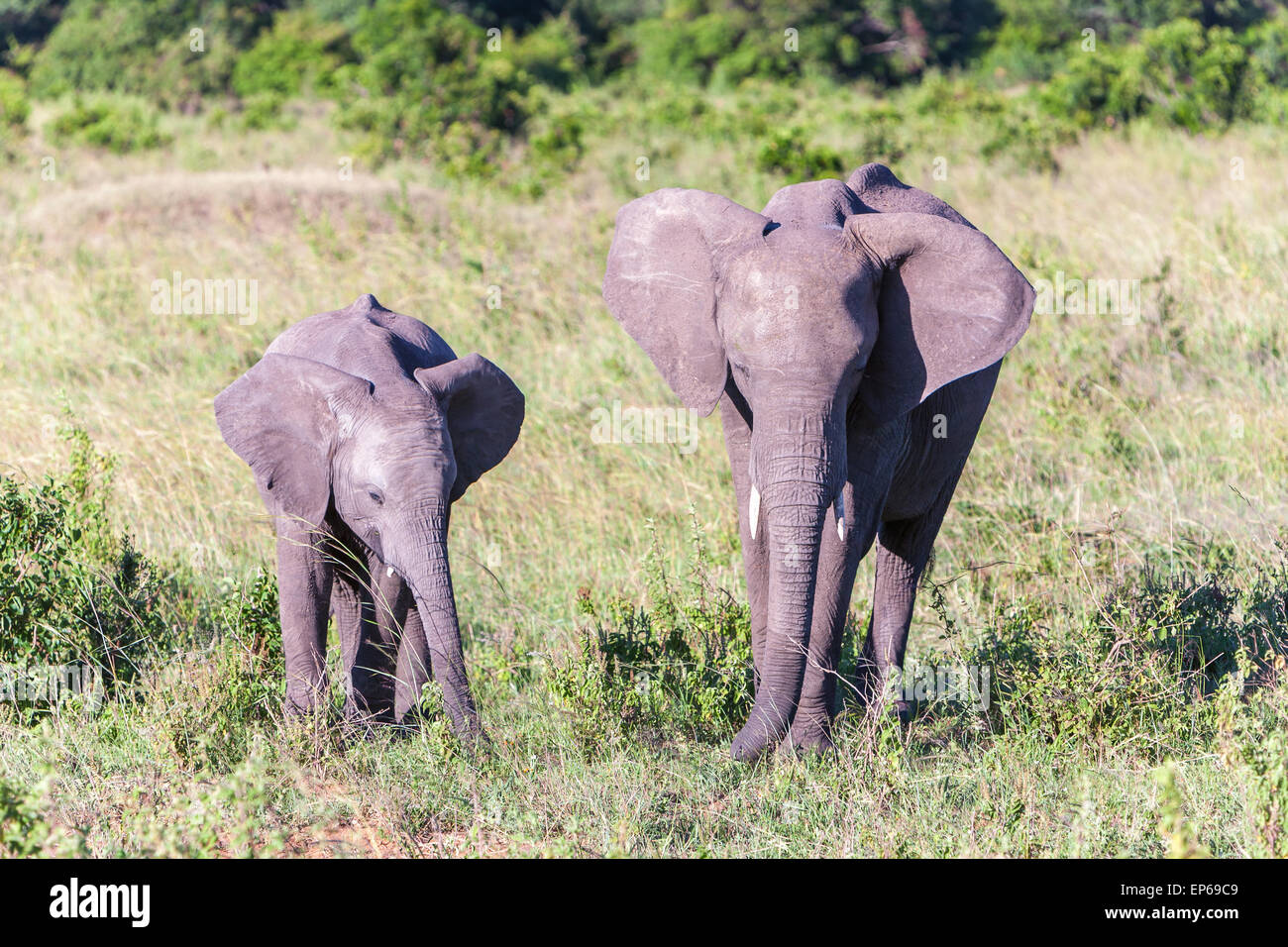 elephant family walking in the savanna Stock Photo - Alamy