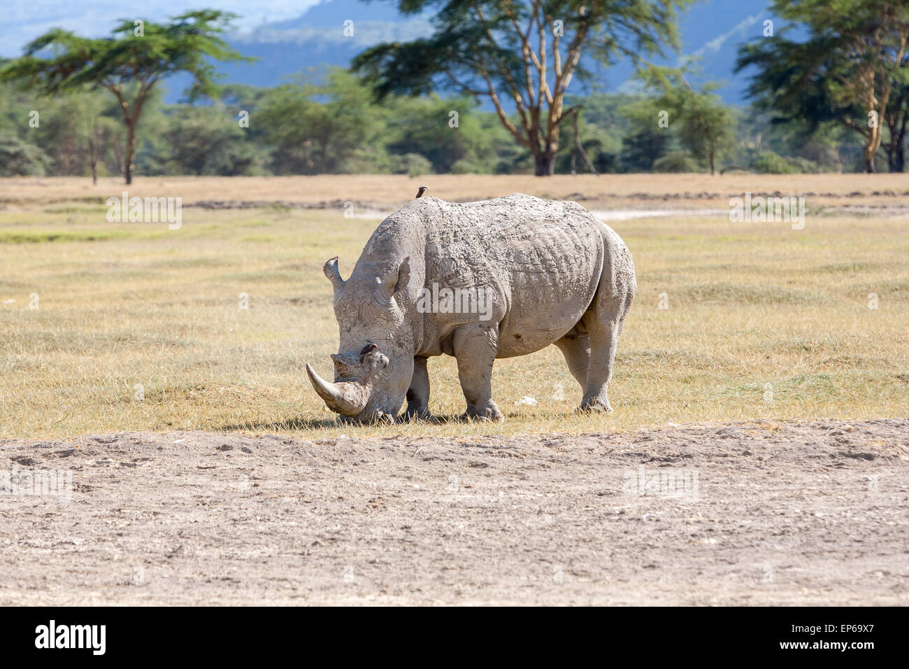 Safari - rhino Stock Photo - Alamy