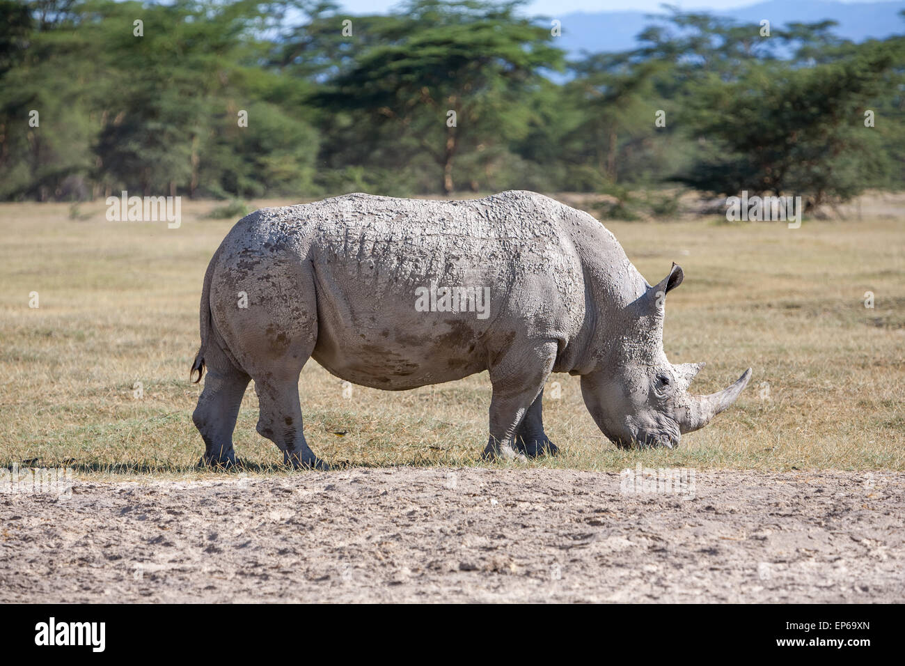 Safari - rhino Stock Photo - Alamy