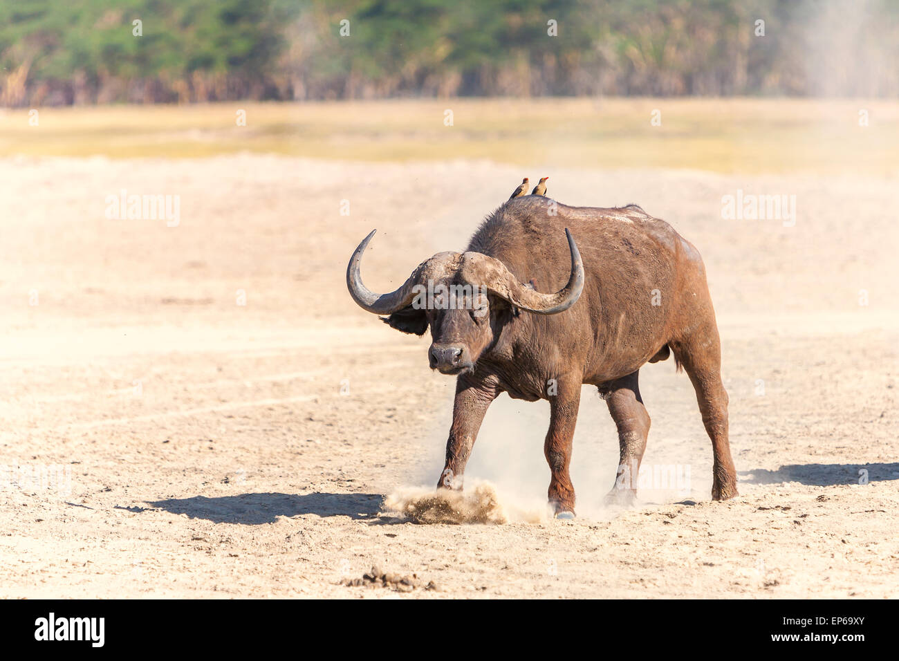 Wild African Buffalo. Kenya, Africa Stock Photo - Alamy