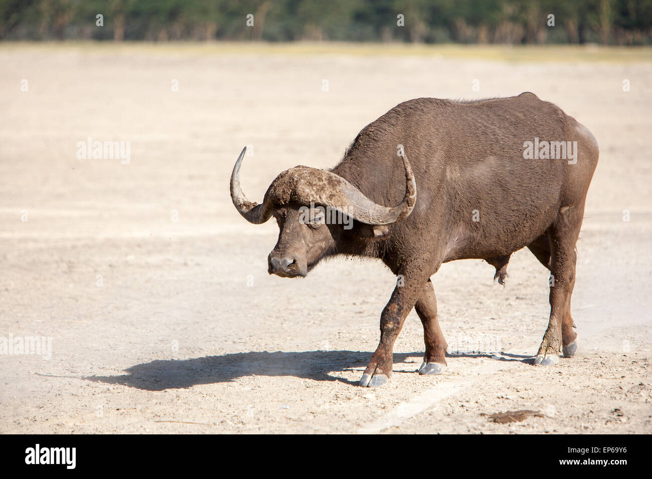 Wild African Buffalo. Kenya, Africa Stock Photo - Alamy