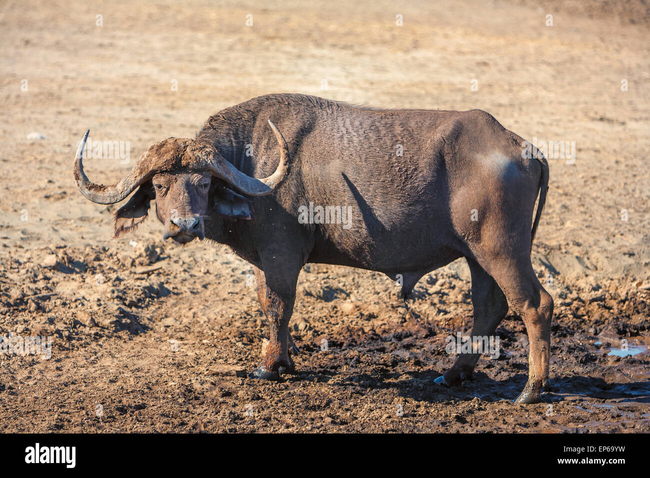 Bovids of kenya hi-res stock photography and images - Alamy