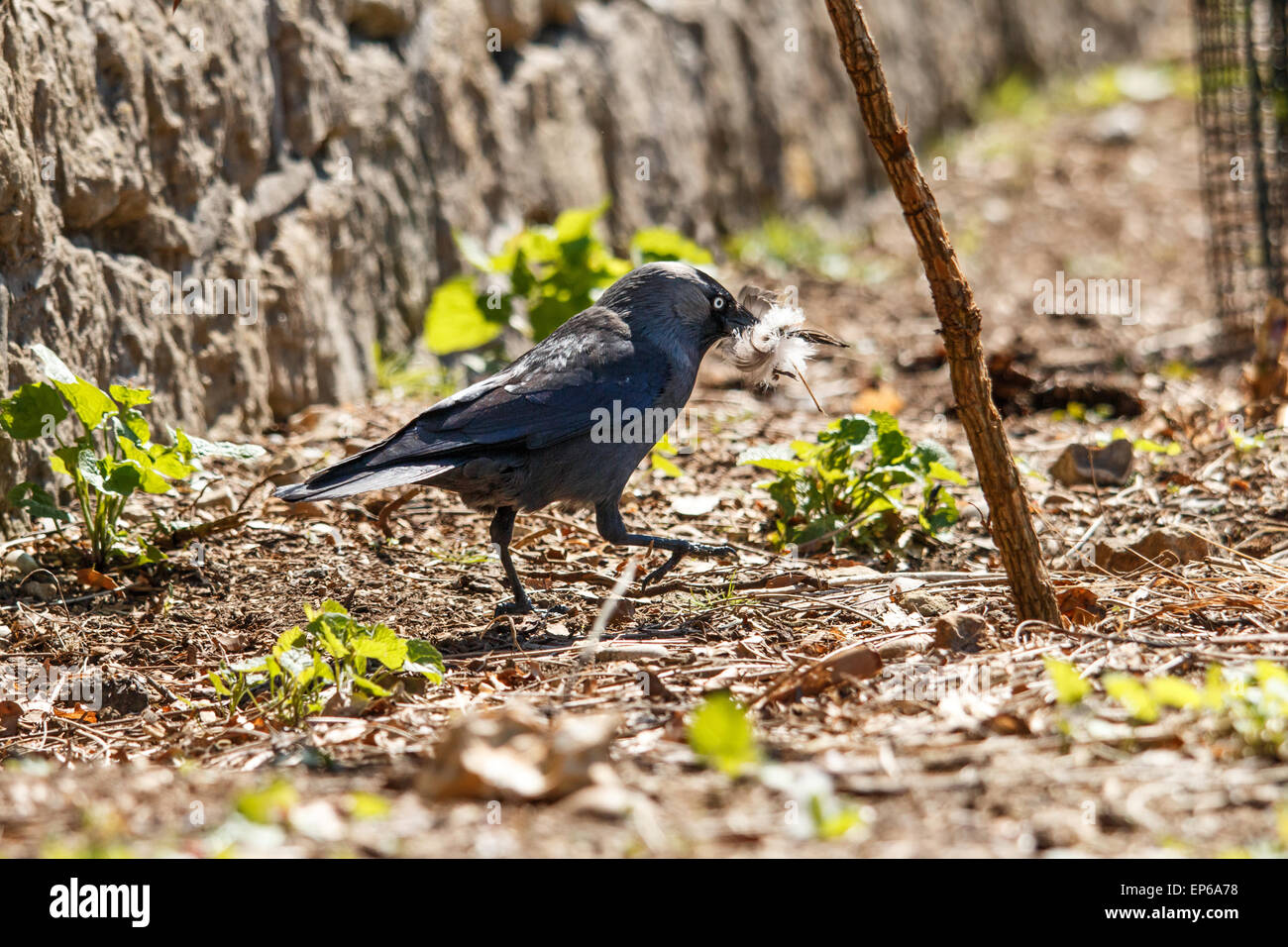 Jackdaw gathering nest material hi-res stock photography and images - Alamy