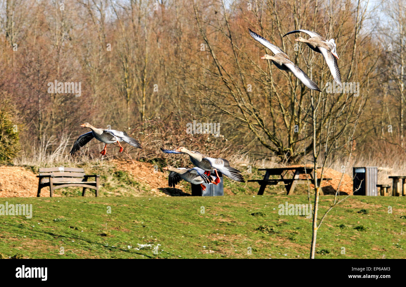 Greylag Geese coming in to land Stock Photo - Alamy