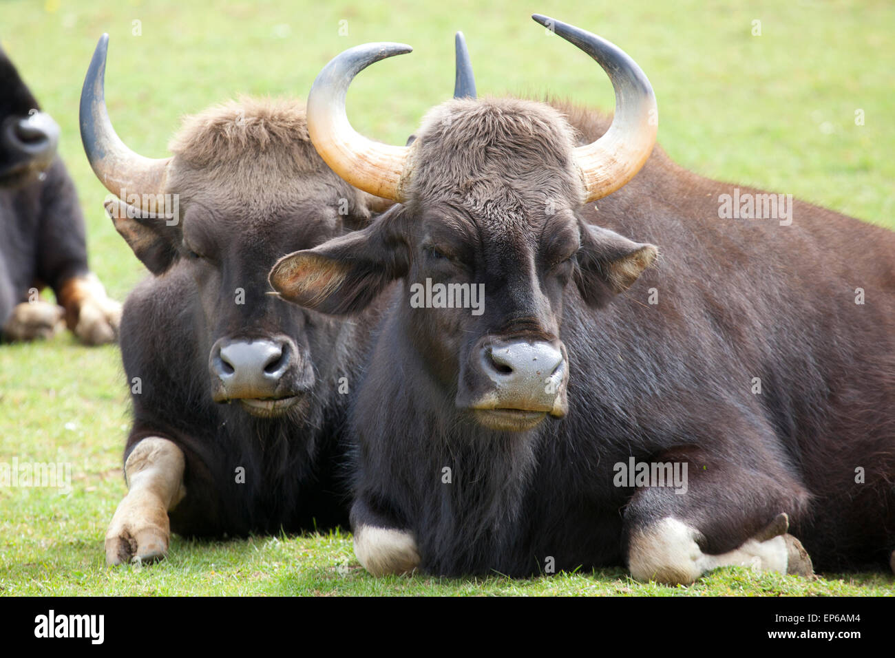 Two Indian Bison sitting in a field Stock Photo - Alamy